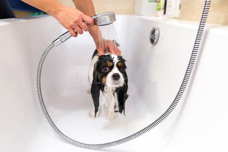 Funny wet dog in bathtub stock photo. Image of bathtub - 176029218