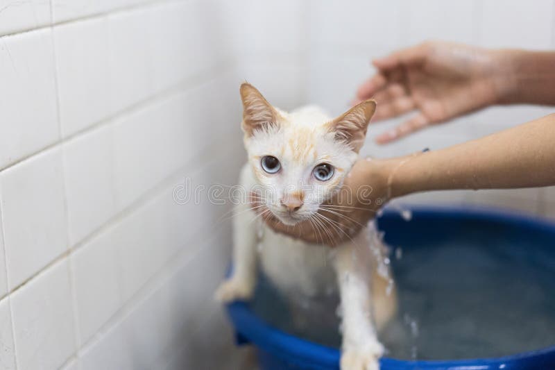 Funny White Cat in Shower or Bath Stock Photo - Image of fluffy, kitty ...