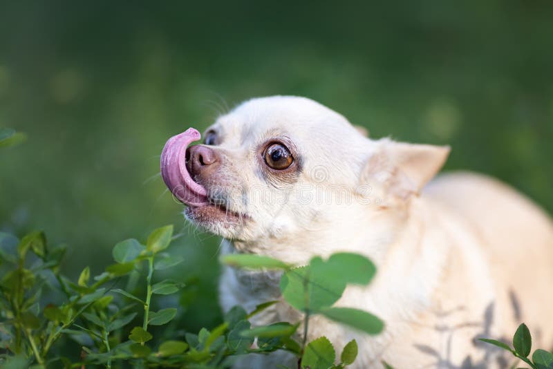 Funny White Chihuahua Dog with Tongue Out at Nature Stock Photo - Image ... Funny White Chihuahua Dog with Tongue Out at Nature Stock Photo - Image ...