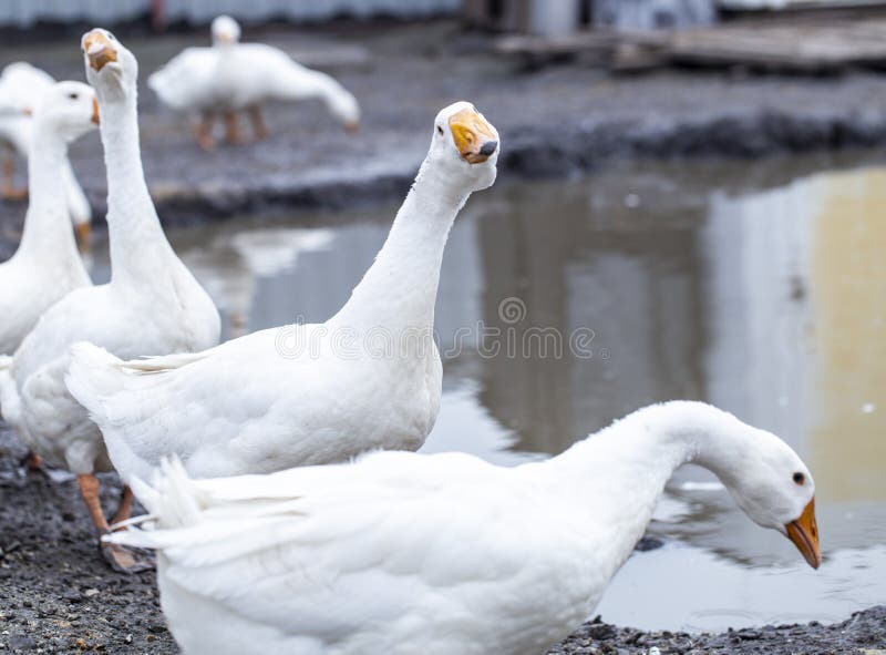 Funny white geese stock photo. Image of cute, farm, close - 170880246