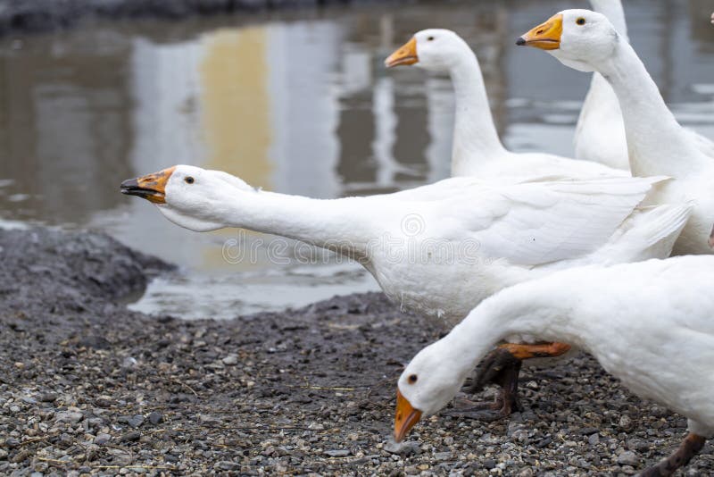 Funny white geese stock photo. Image of avian, domestic - 170880254