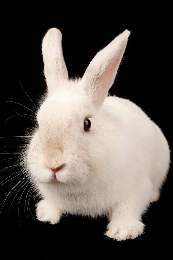 Fluffy white rabbit stock photo. Image of home, wool - 15777104