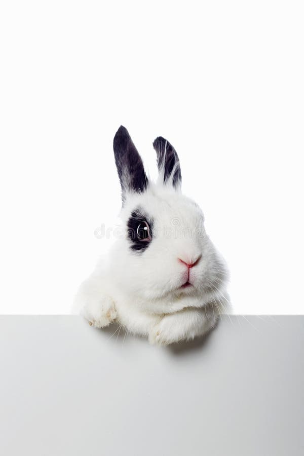 Funny White Rabbit with Black Ears and Eyes Stock Image - Image of ...