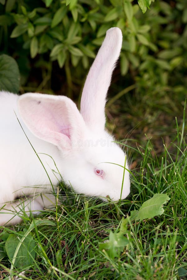 Funny White Rabbit in Grass. Stock Image - Image of baby, flowers: 52829545