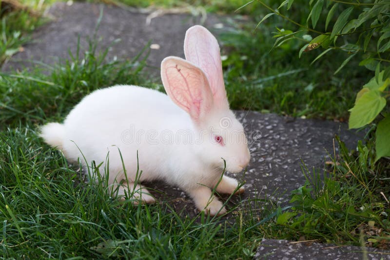 Funny White Rabbit In Grass. Stock Image - Image of baby, flowers: 52829545