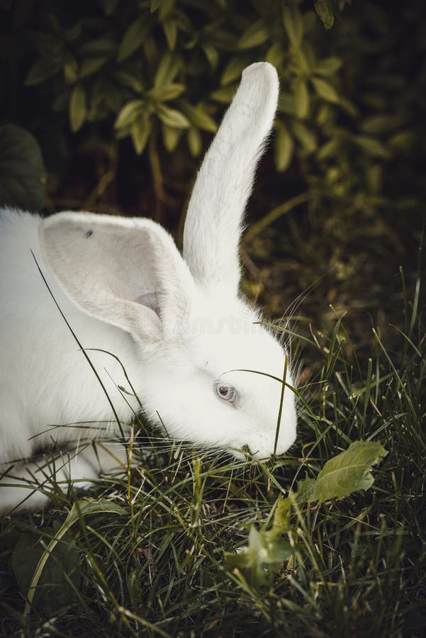 Funny White Rabbit in Grass. Stock Image - Image of animal, bush: 92875269