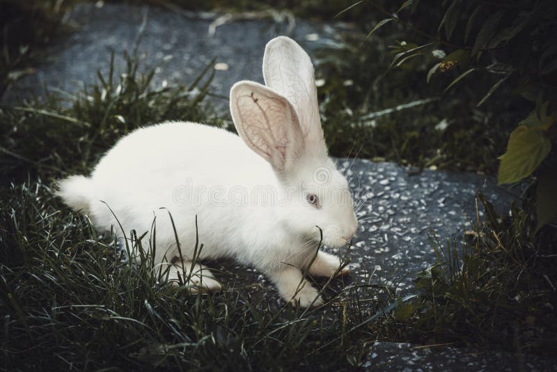 Funny White Rabbit in Grass. Stock Photo - Image of easter, ears: 92875770