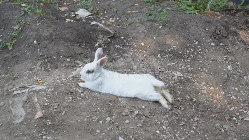 A Funny White Rabbit is Lying on Ground Stock Footage - Video of ears ...