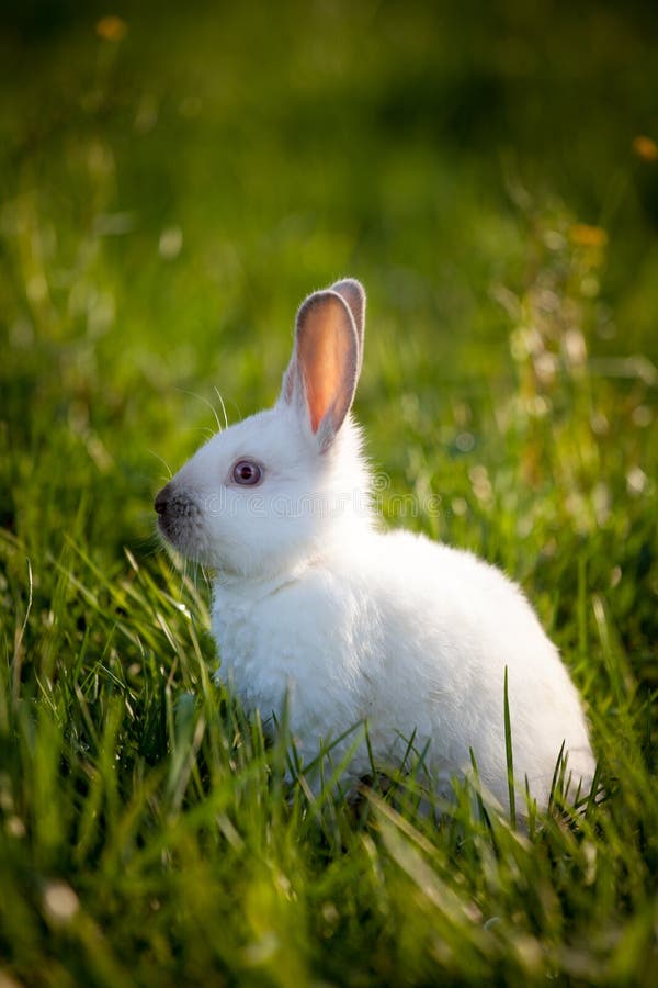 Funny White Rabbit Sitting on Green Grass Stock Photo - Image of four ...