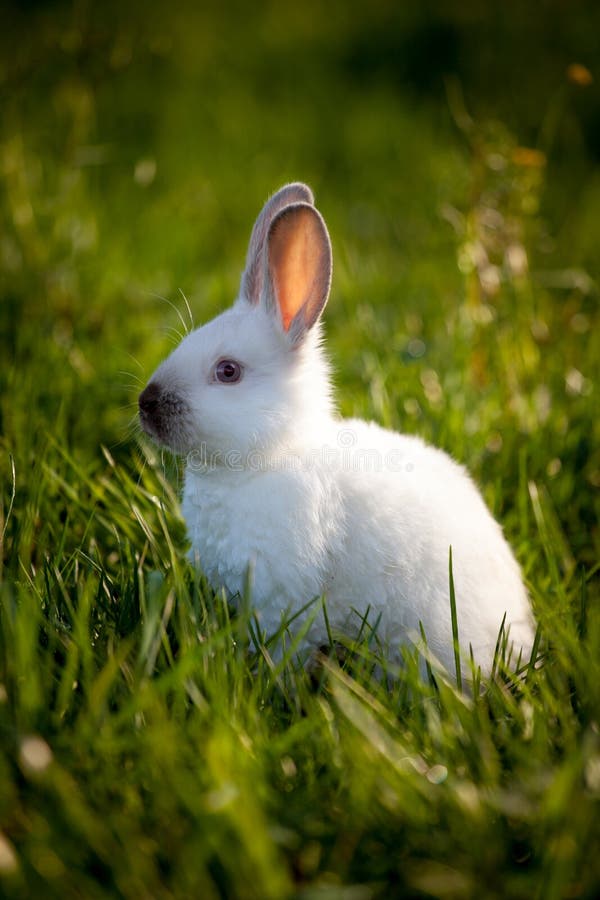 Funny White Rabbit Sitting on Green Grass Stock Photo - Image of breed ...