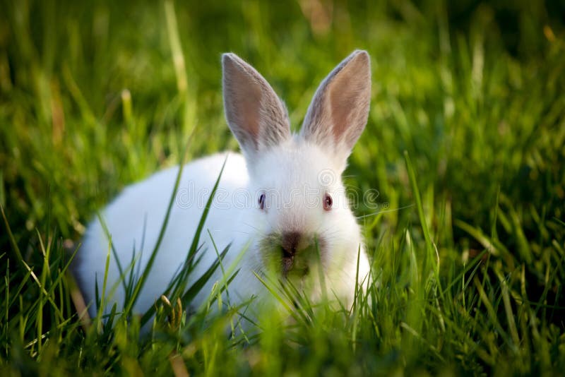 Funny White Rabbit Sitting on Green Grass Stock Photo - Image of furry ...
