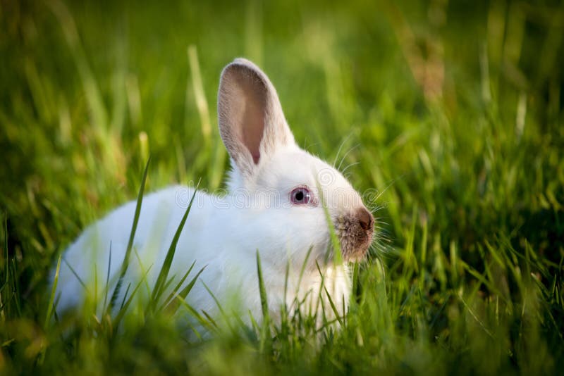 Funny White Rabbit Sitting on Green Grass Stock Image - Image of detail ...