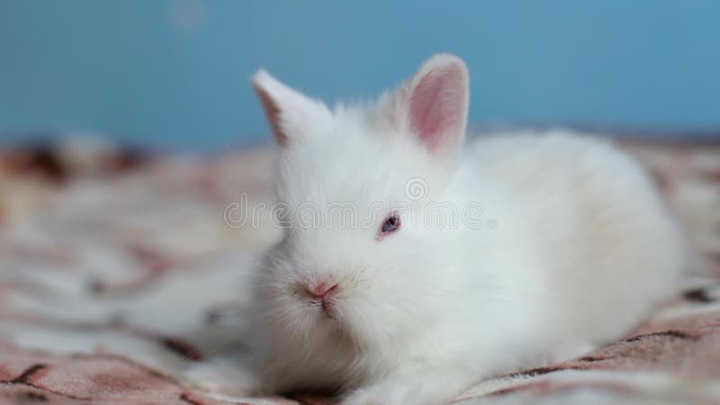 Funny White Bunny with Big Red Eyes Sitting and Looking Around. Big ...