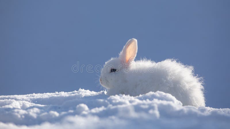 Funny white rabbit in snow stock photo. Image of timidus - 285163246
