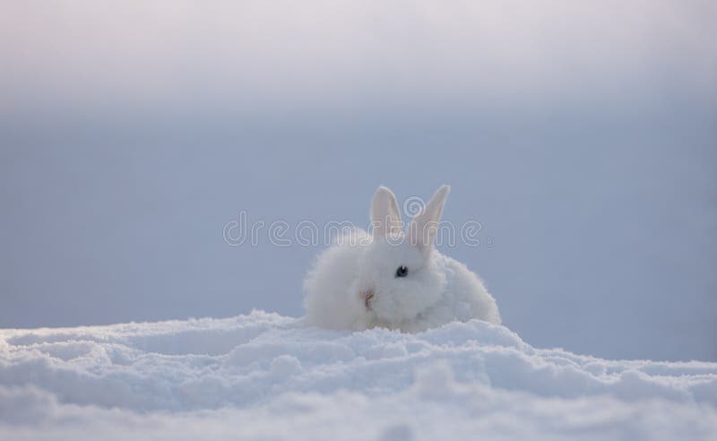 Funny white rabbit in snow stock photo. Image of rodent - 285163412