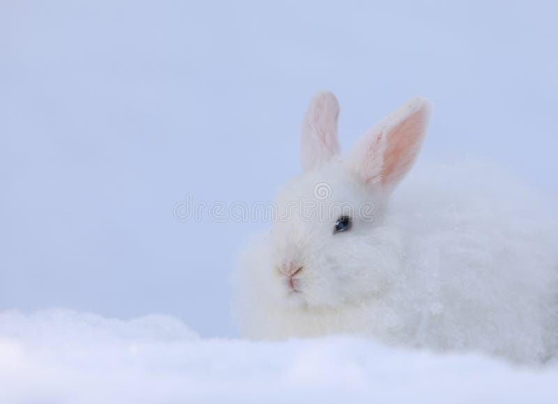 White Rabbit in a Magic Box on a Black Stock Photo - Image of focus ...