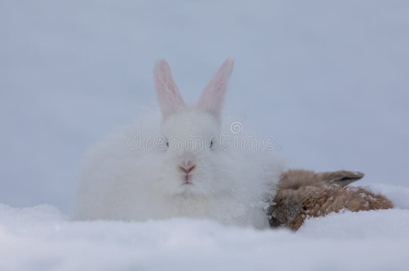 Funny white rabbit in snow stock image. Image of outdoor - 285226499