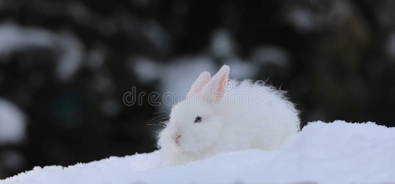 Funny white rabbit in snow stock image. Image of nature - 285226577