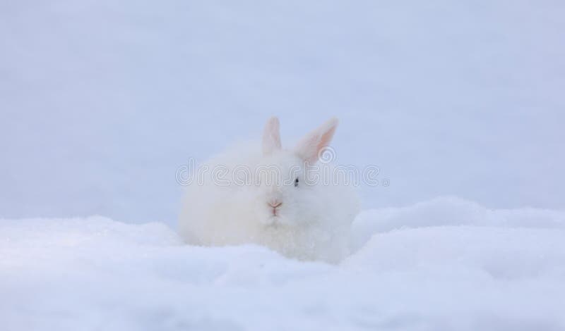 Funny white rabbit in snow stock photo. Image of lepus - 285226678