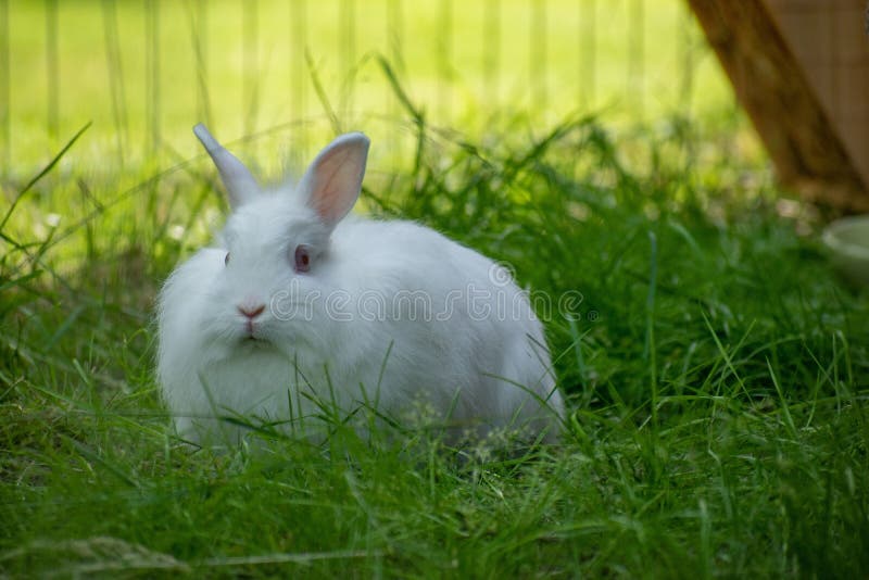 Funny White Rabbit in the Yard, Close-up Stock Image - Image of cute ...