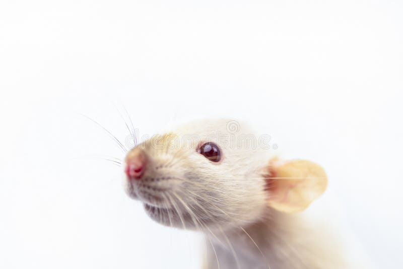 Funny White Rat Looks with Interest Stock Image - Image of attentive ...