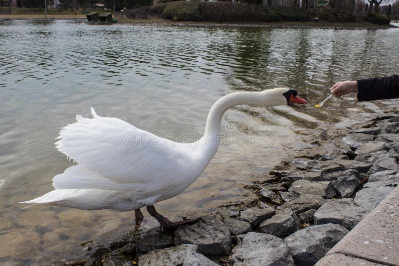 Funny swan tastes lens stock image. Image of lake, closeup - 47103591