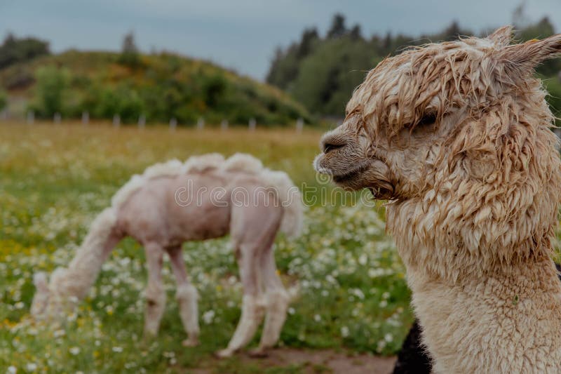 Funny White Wet Lama on a Chamomile Field Stock Image - Image of ...