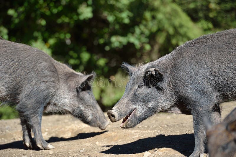 Funny Wild Boar in Autumn Forest Stock Photo - Image of closeup, fear ...