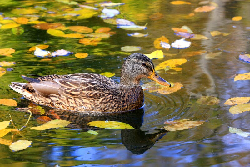 Funny Wild Duck Float on Lake Stock Image - Image of animal, biology ...