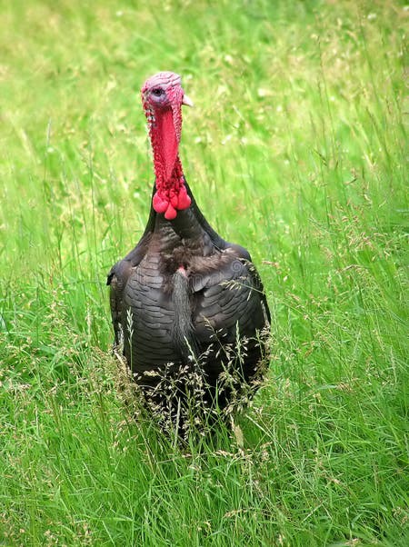 Funny wild turkey stock photo. Image of pilgrim, holiday - 13679188