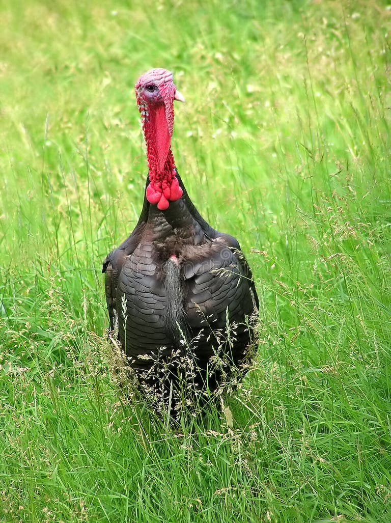 7,570 Funny Turkey Gif Stock Photos - Free & Royalty-Free Stock Photos ...