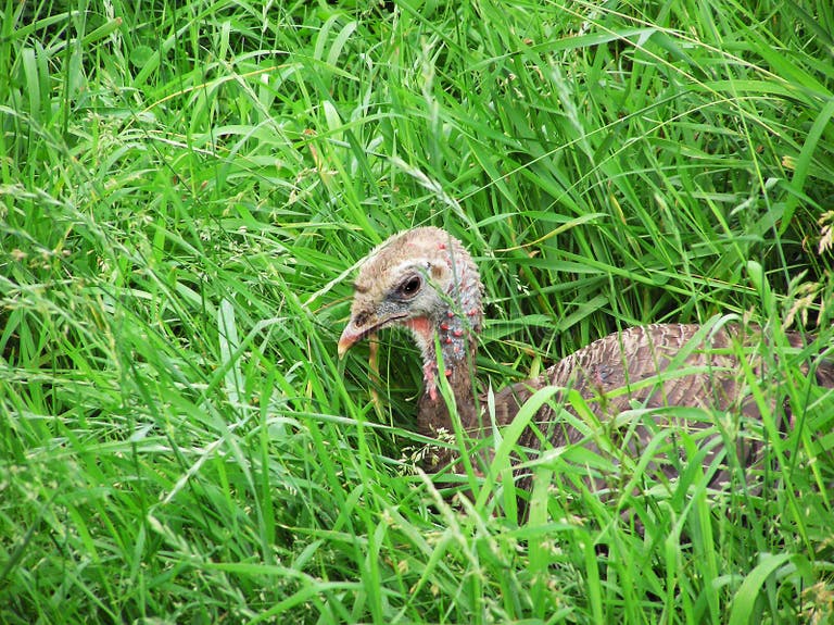 Funny Wild Turkey Chick Looking at Camera Stock Photo - Image of ...