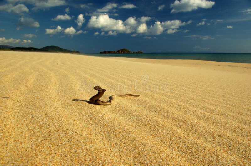 Funny Wood Snake at Chia Beach Stock Photo - Image of vivid, sardinia ...