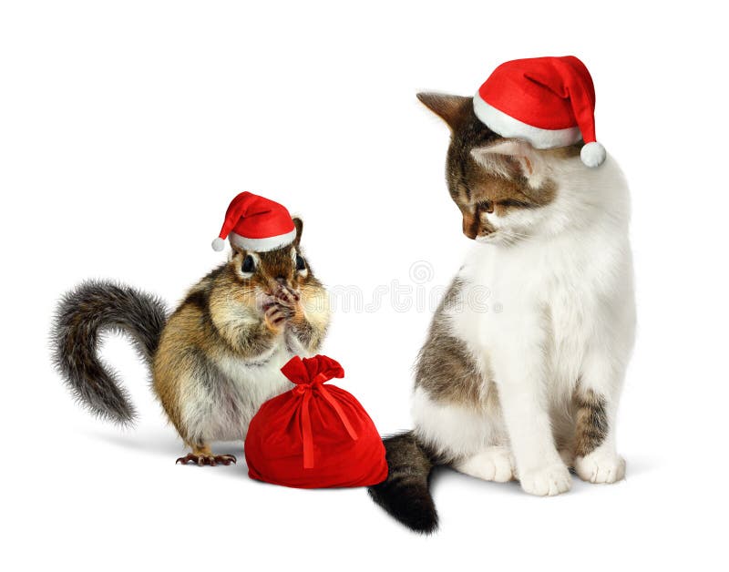 Funny Xmas Pets, Amusing Chipmunk and Cat with Santa Hat and Sac Stock ...