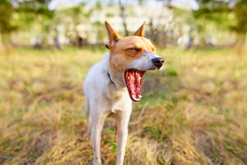 Funny Tired Dog Yawn Closeup Stock Photo - Image of open, closeup ...