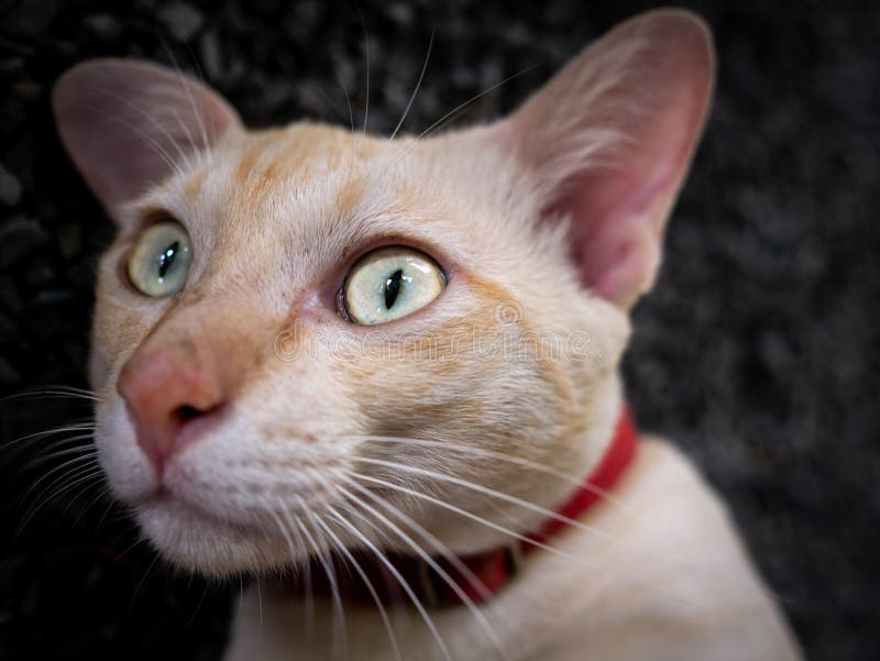 Funny Yellow Cat Lying stock image. Image of face, cute - 258103069