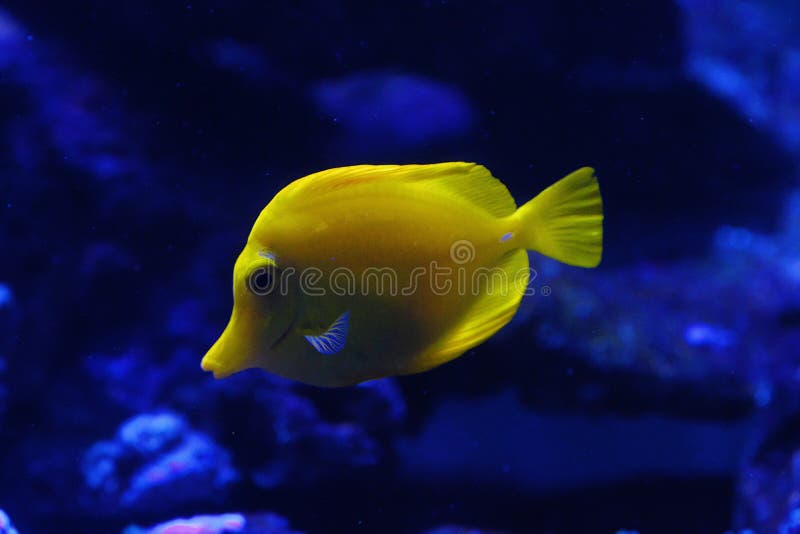 Funny Yellow Fish in Blue Aquarium View Stock Photo - Image of funny ...