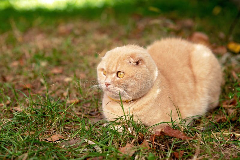 Funny Yellow Short-haired Scottish Fold Cat on the Grass. Friendly Pets ...
