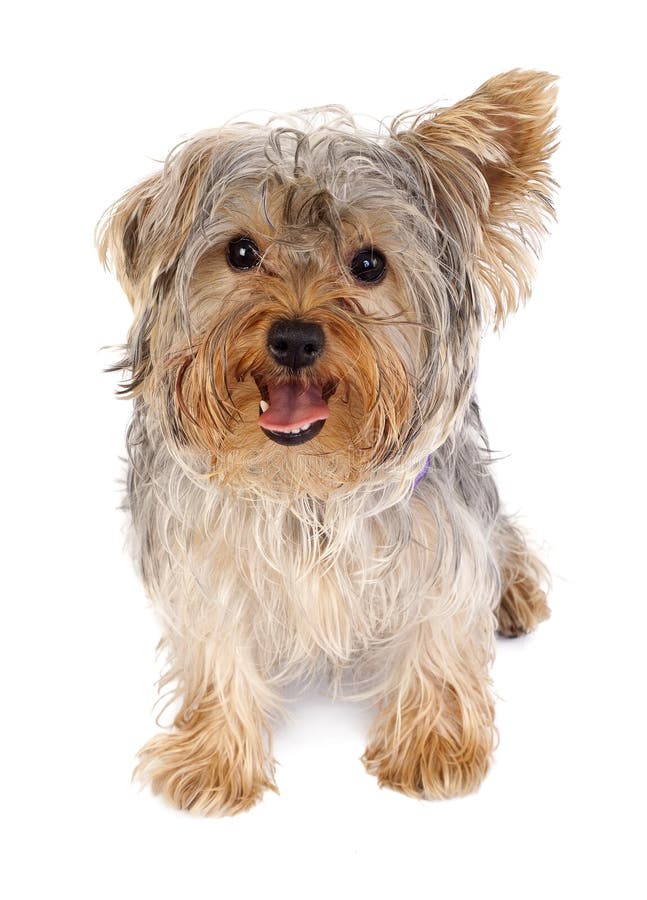 Funny yorkie stock photo. Image of look, brown, breed - 14011080