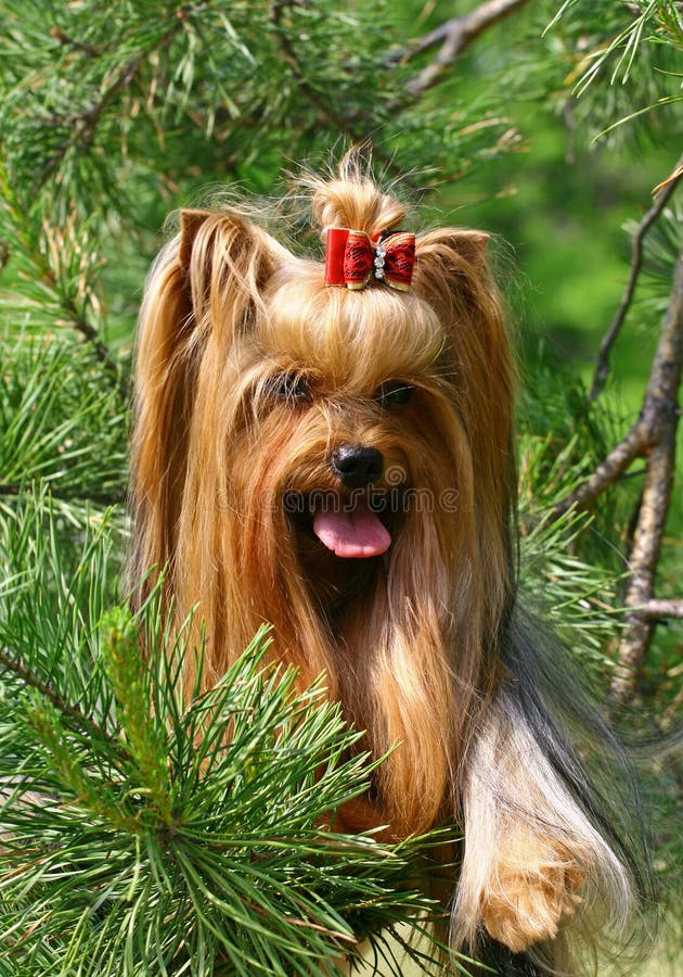 Funny Yorkshire terrier stock image. Image of looking - 10703823