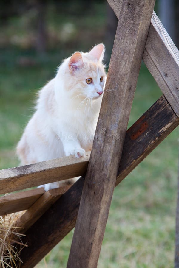 Funny young cat hunting stock image. Image of country - 83959269