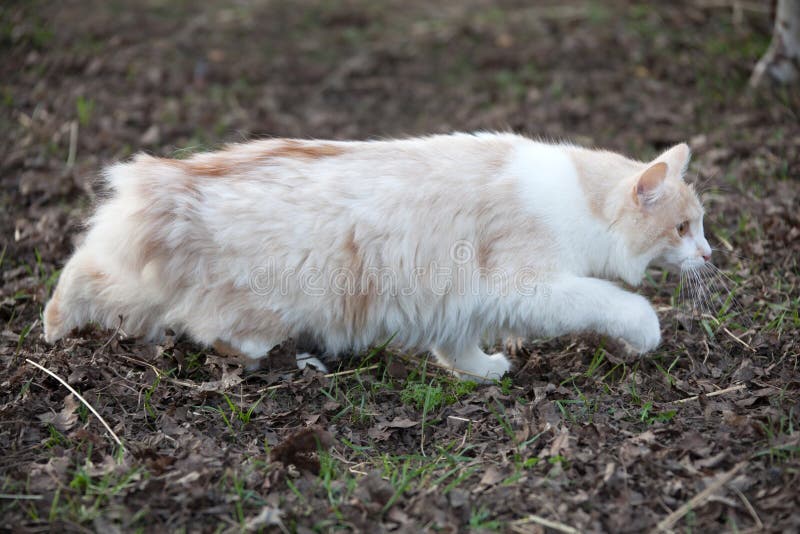 Funny young cat hunting stock image. Image of agriculture - 83971819