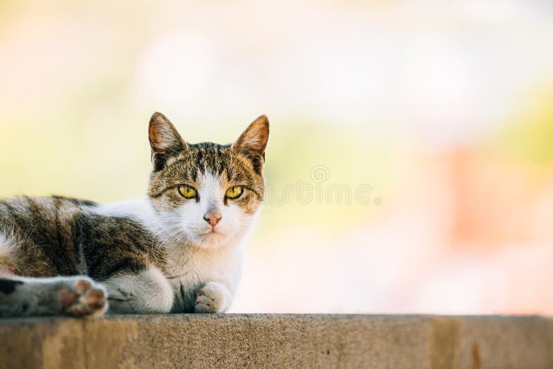Funny Young Cat Resting in Shade on a Hot Summer Day Outdoors Stock ...