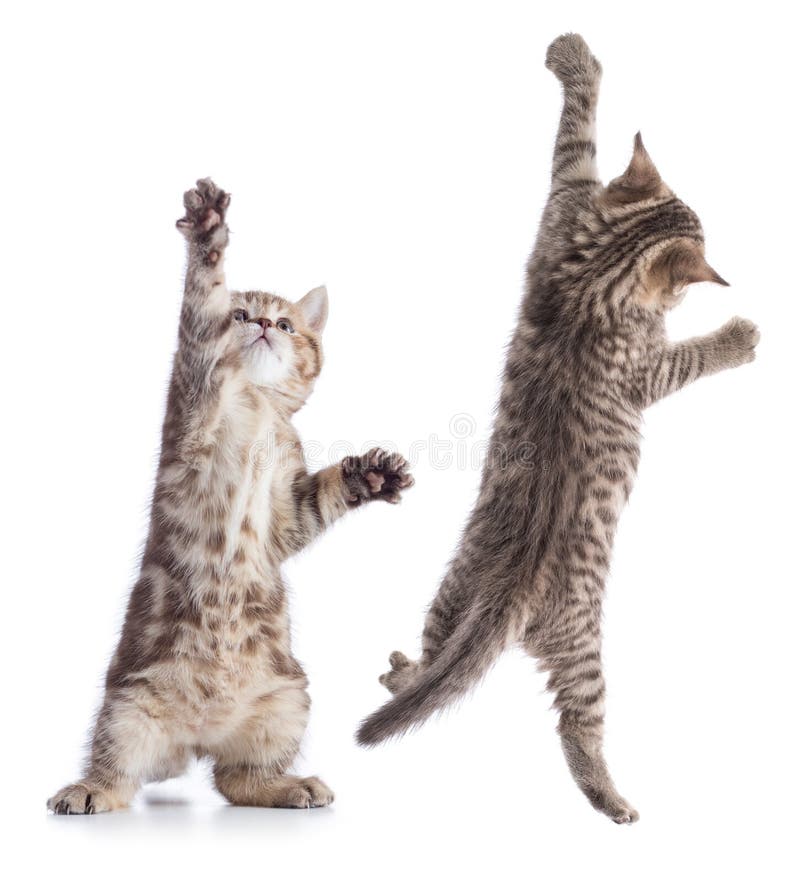 Funny Young Cats Standing and Hanging Isolated Stock Photo - Image of ...