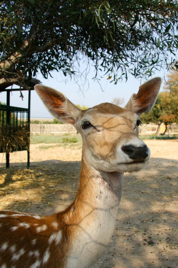 Funny Young deer stock photo. Image of shoreline, effect - 34624578