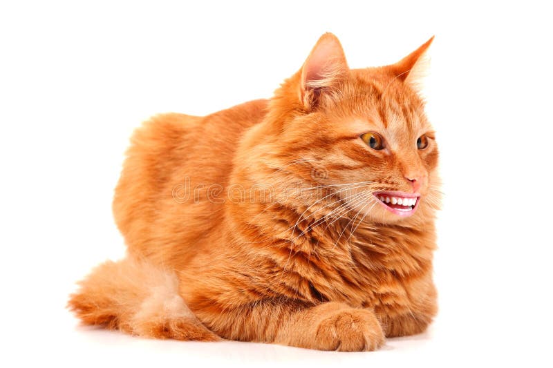 Funny Young Ginger Cat with Human Smile Looking at Camera and Happy ...