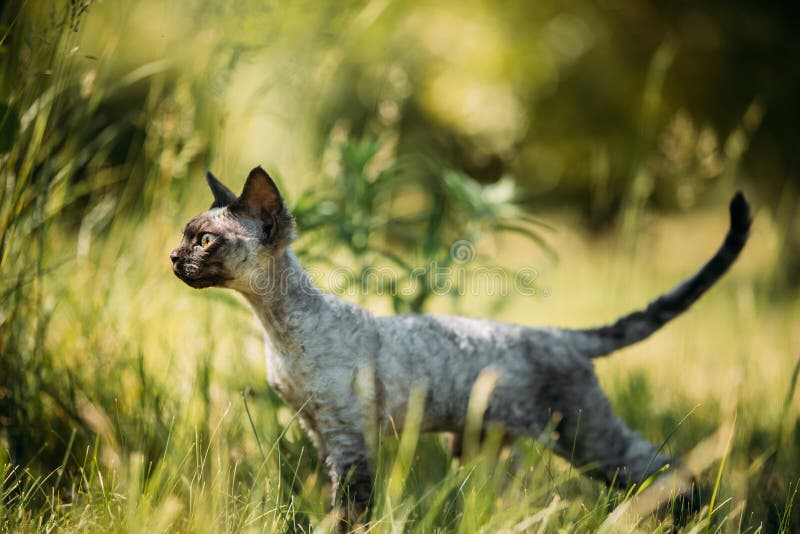 Young Gray Devon Rex Kitten in Green Grass. Short-haired Cat Stock ...