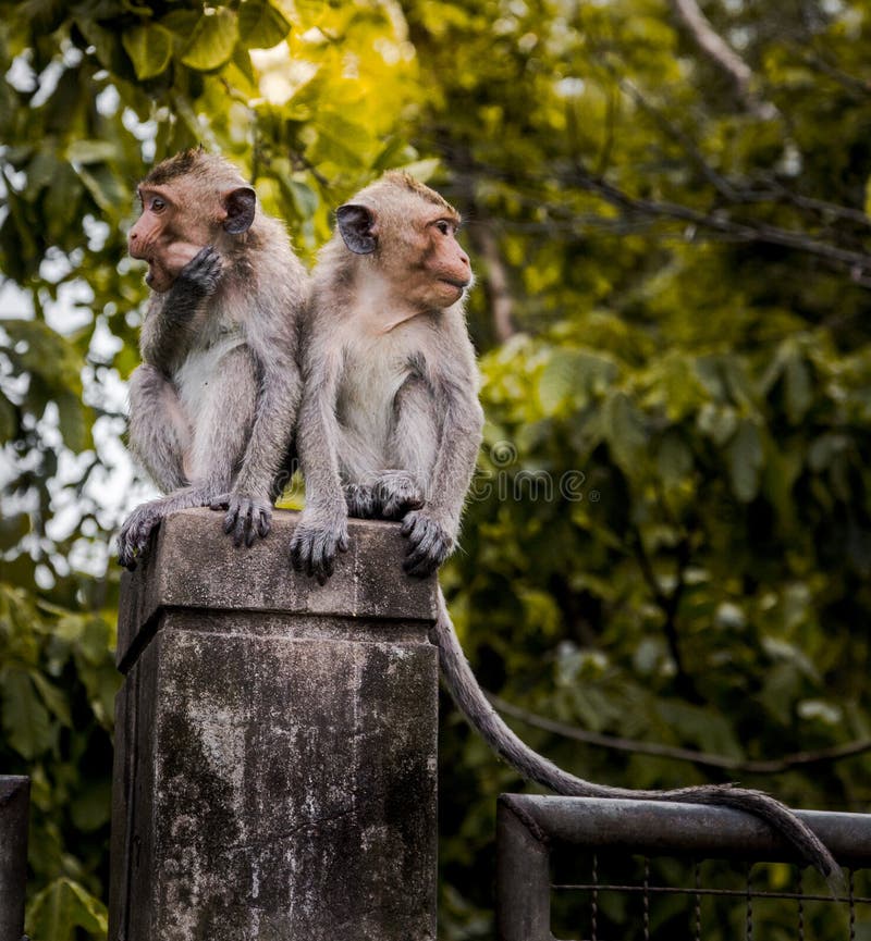 Funny Young Monkey Climbing on Wall Stock Photo - Image of lighting ...