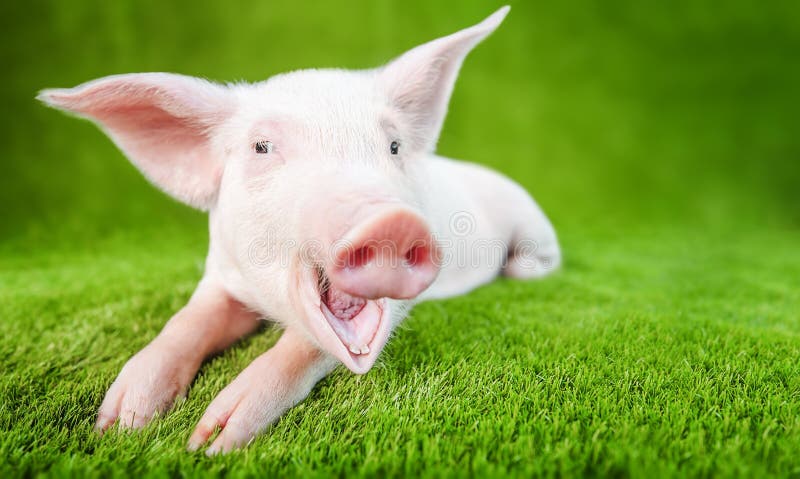Funny Young Pig with a Smile Standing on the Green Grass. Stock Photo ...
