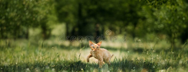 Funny Young Red Ginger Devon Rex Kitten in Green Grass. Short-haired ...